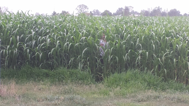 Super Sweet Sudan Grass Hay And Fodder Sorghum For Sale